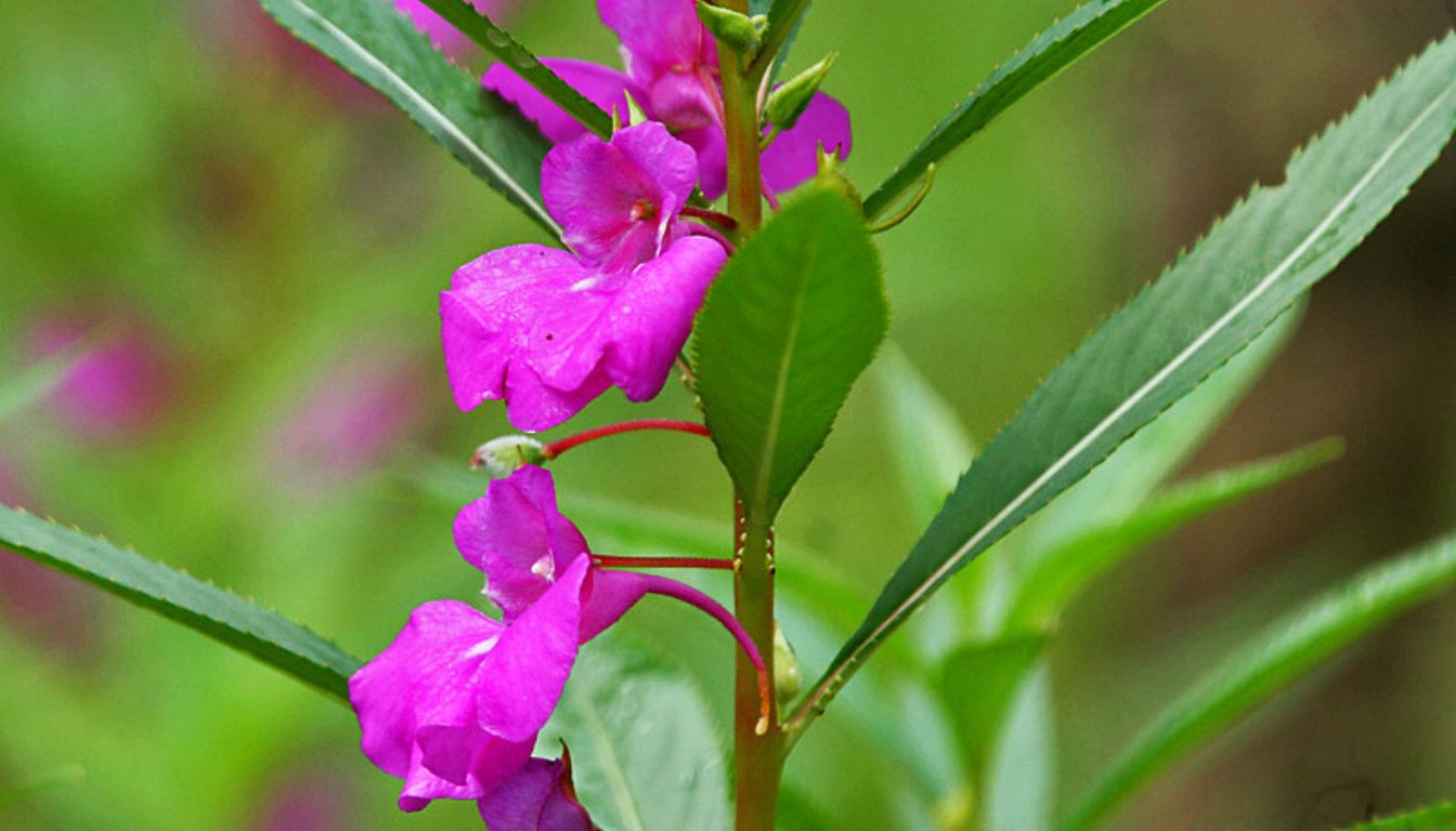 Balsam Bliss: Uncover Stunning Beauty and Health Benefits (2026)