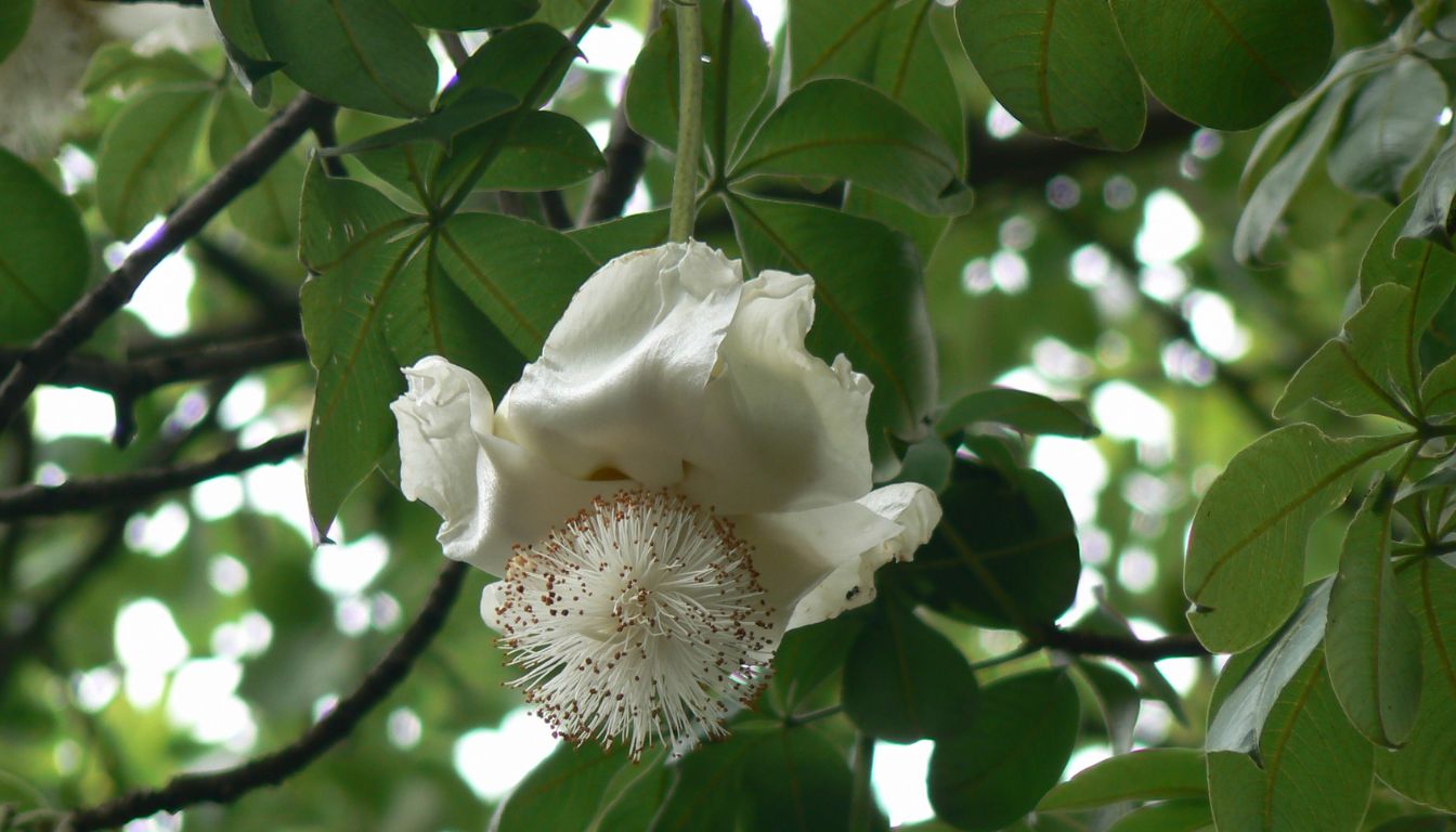 Baobab Flower: Beauty, Benefits & Cultural Impact (2026)