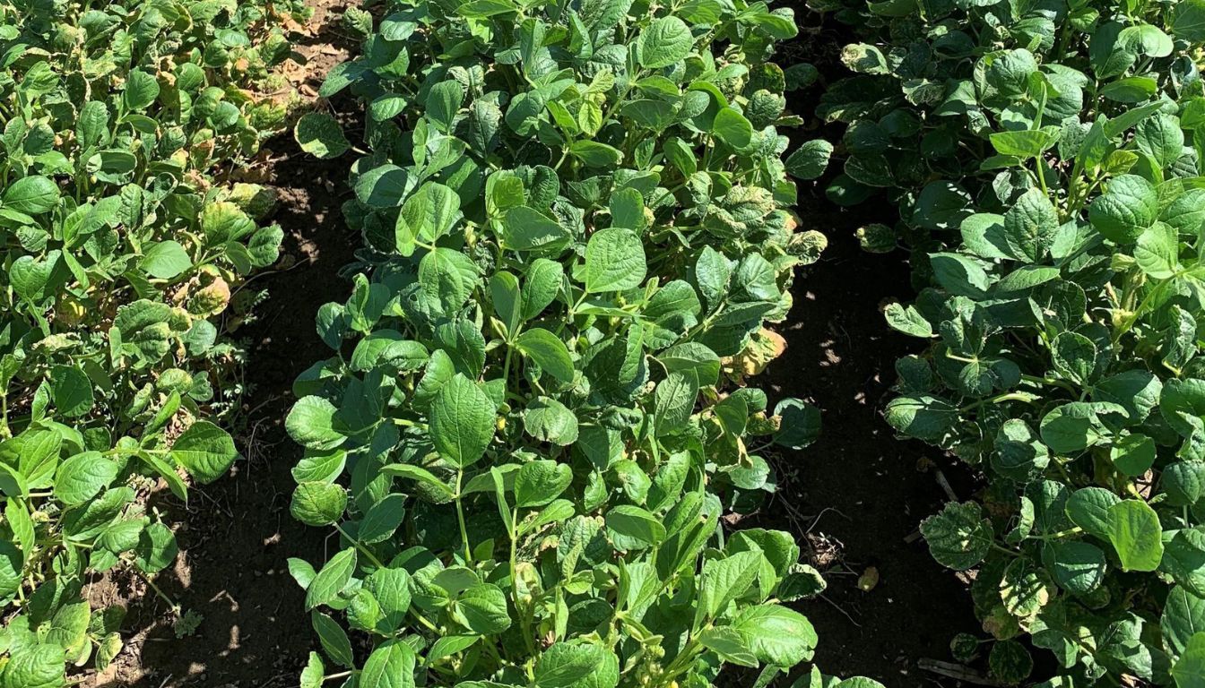 Beginner's Guide to Growing Nutritious Adzuki Beans (2025)