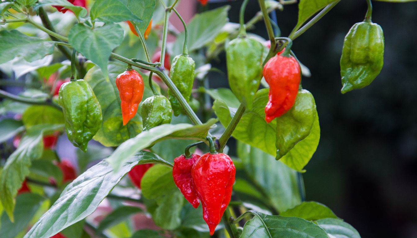 Bhut Jolokia: Cultivate Ghost Peppers for Fiery Flavors (2026)