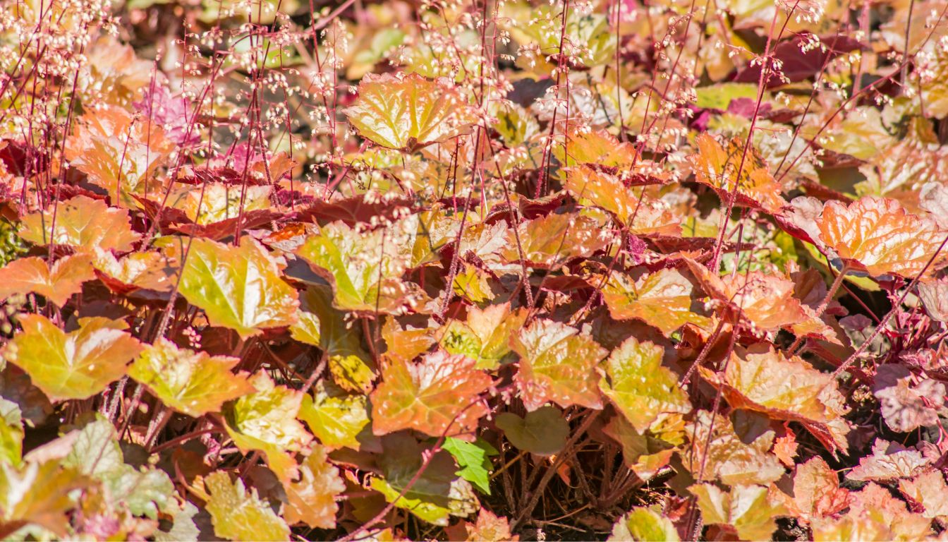 Brighten Your Garden with Beautiful Heuchera Varieties (2026)