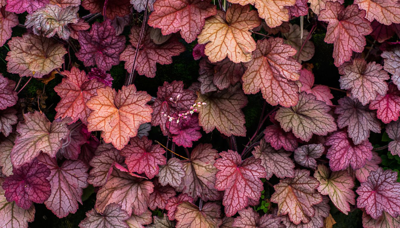 Brighten Your Garden with Beautiful Heuchera Varieties (2026)