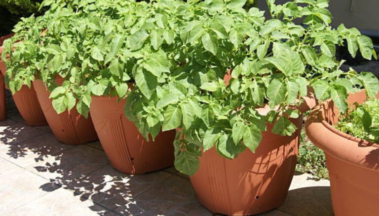 Container Sweet Potatoes: The Ultimate Small-Space Guide (2026)