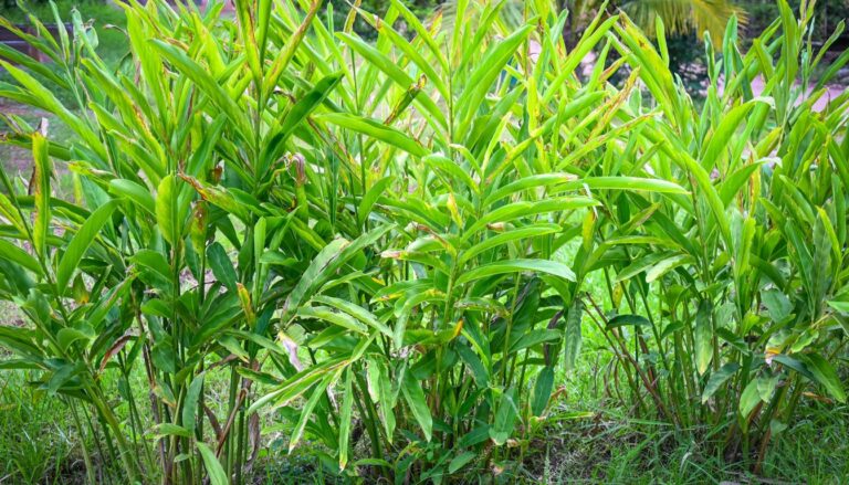 Cultivating Ginger Outdoors: Tips for a Thriving Garden (2026)