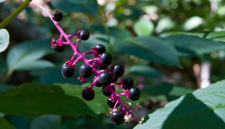 Everything You Need to Know About Growing Wild Berries (2026)