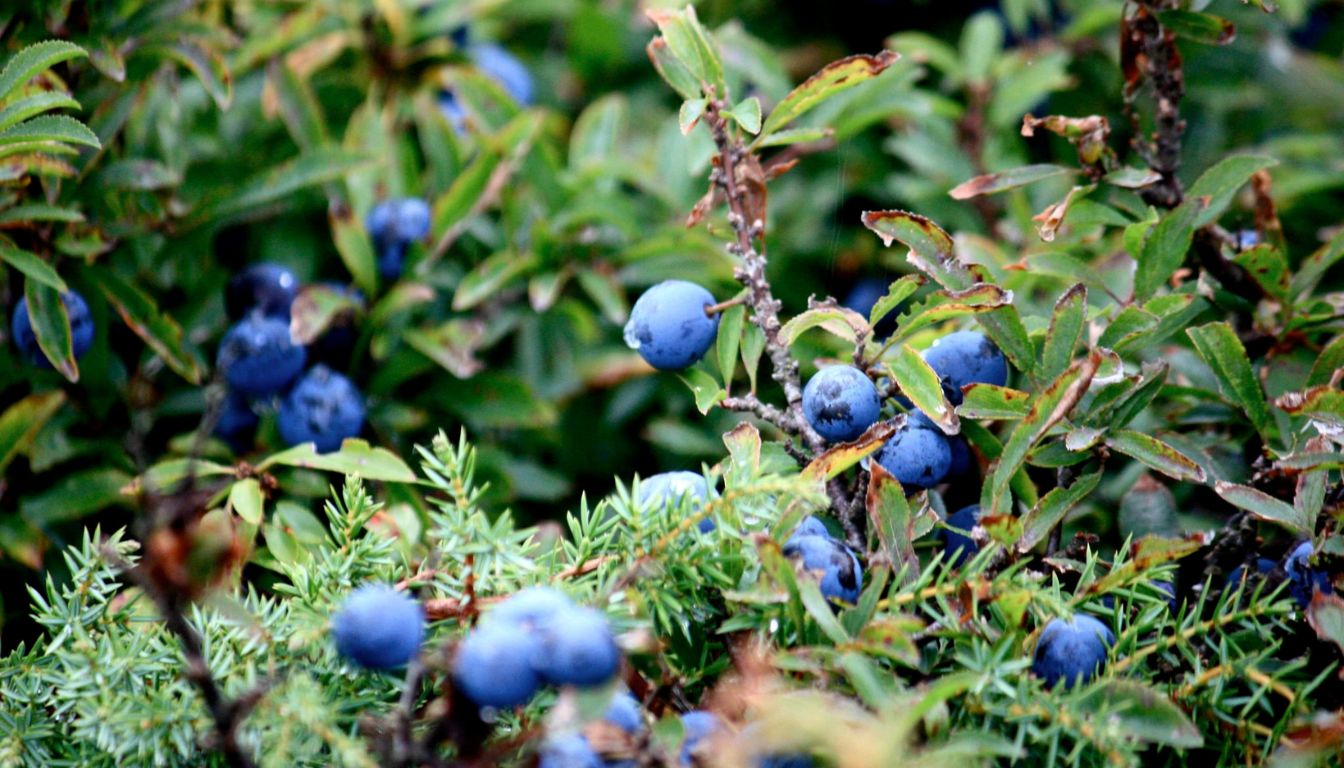 Everything You Need to Know About Growing Wild Berries (2026)