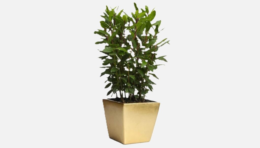 Growing Bay Tree Indoors: Fresh Leaves & Elegant Charm (2025)