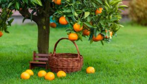 Growing Navel Orange Trees: Guide to Backyard Harvest (2026)
