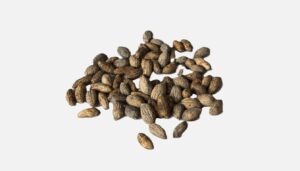 Growing Olive Trees from Seeds: A Step-by-Step Guide (2026)