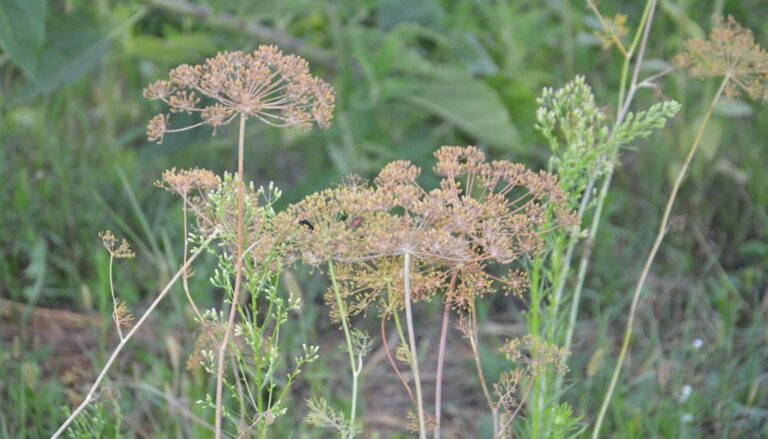 Harvesting Dill Seeds: Tips for a Bountiful Herb Garden (2025)