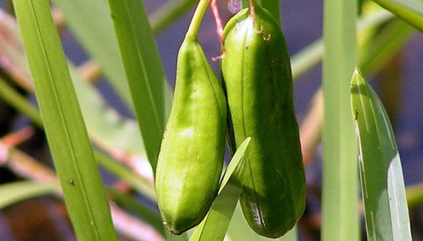 Iris Seed Pods: Revealing Garden Beauty and Benefits (2026)