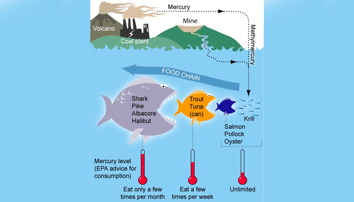 Mercury Poison: Sources, Symptoms, and Prevention Tips (2026)