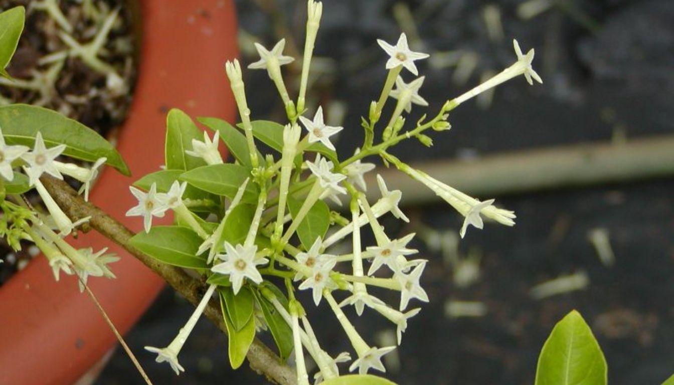 Night-Blooming Jasmine: A Guide to Essential Garden Care (2026)