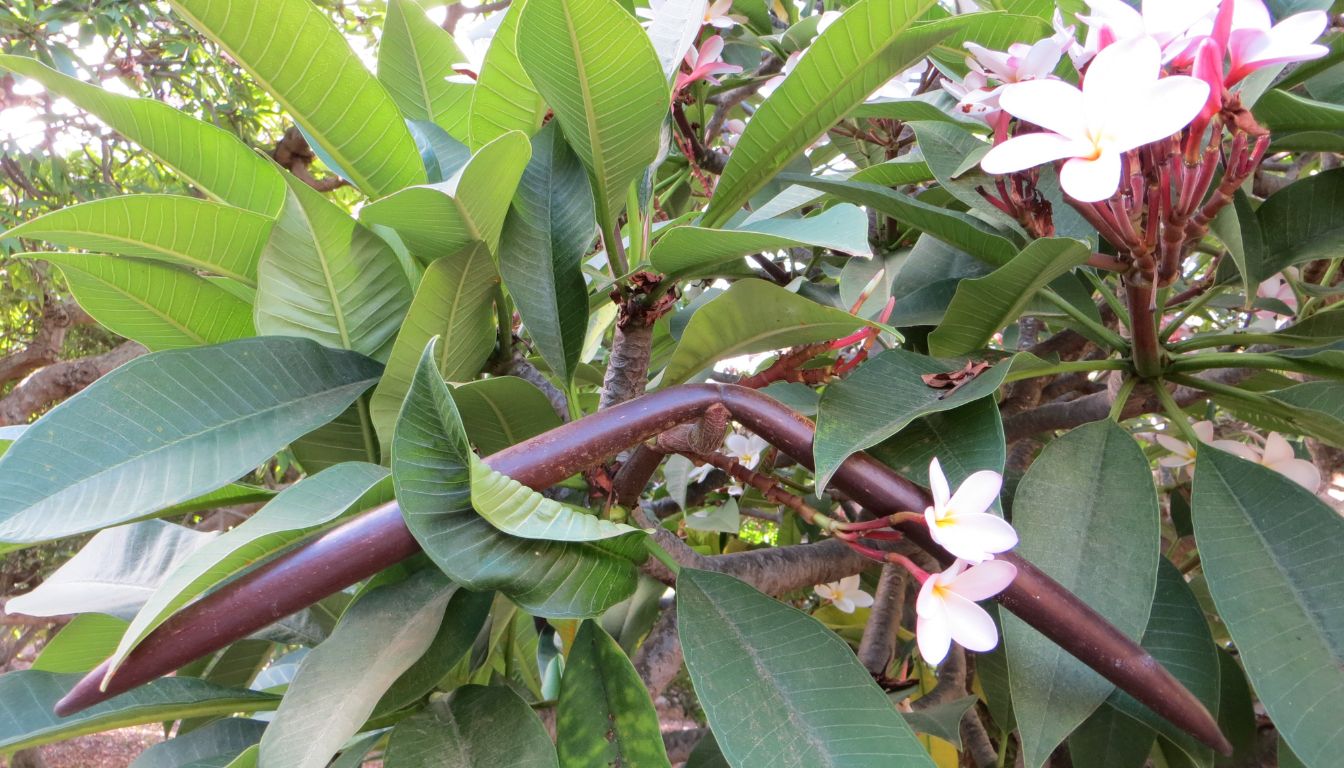 Plumeria Seed Pods: A Gardener's Guide to Hidden Beauty (2026)
