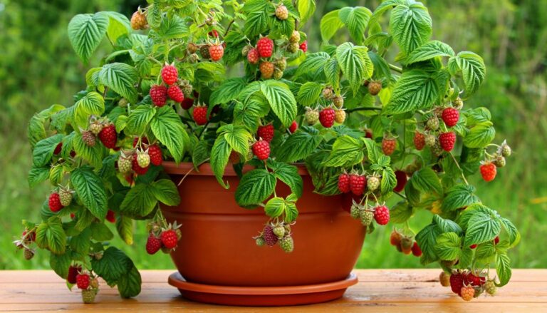 Raspberries in Containers: Grow a Bountiful Home Harvest (2025)