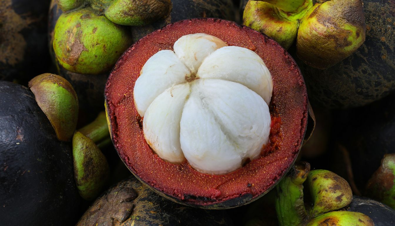 Successfully Plant Mangosteen: A Home Gardener's Guide (2026)