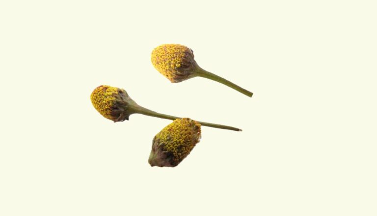 Szechuan Buttons: Edible Flowers with Unique Perks (2025)