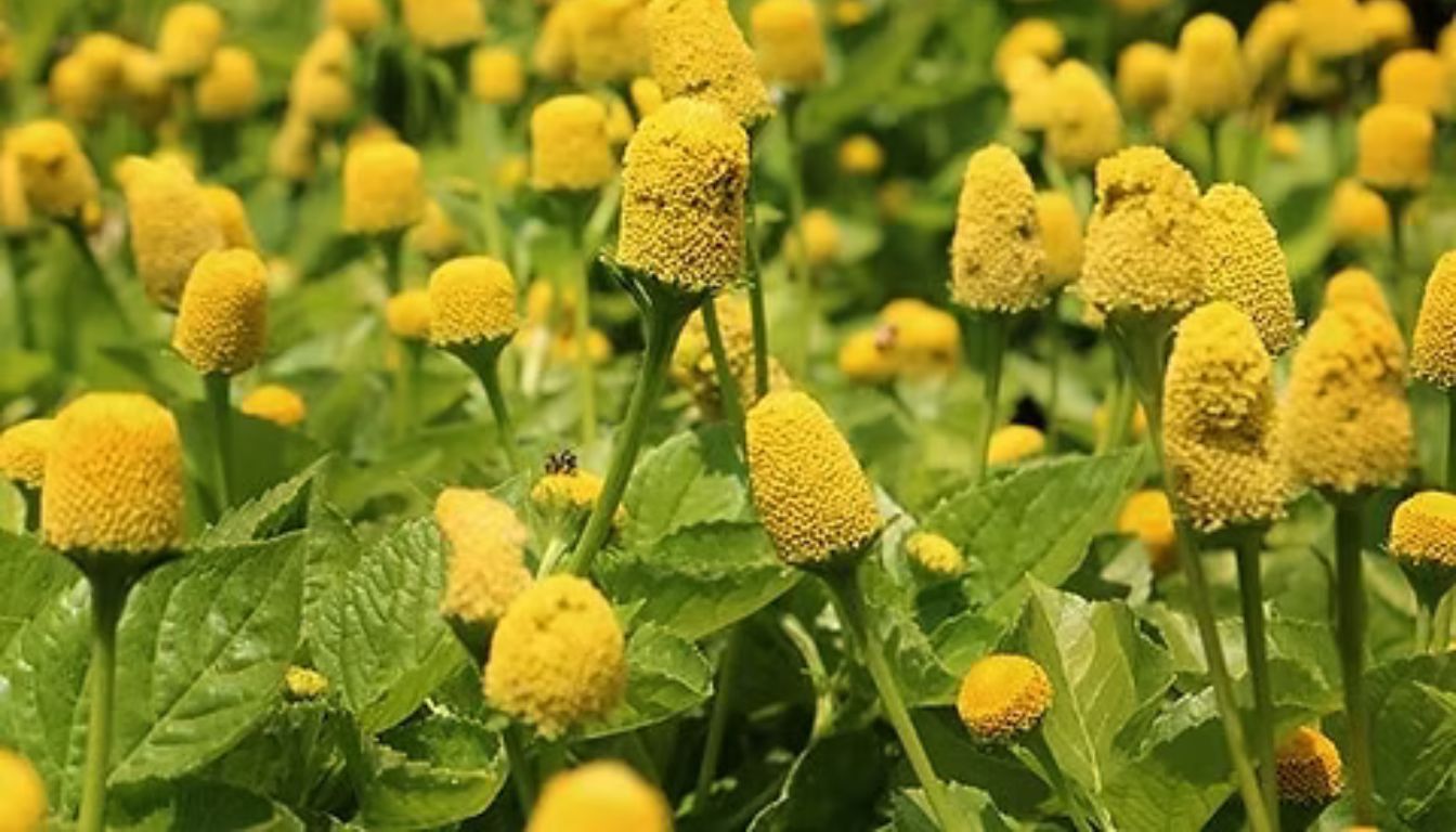 Szechuan Buttons: Edible Flowers with Unique Perks (2025)