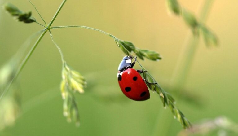 The Ultimate Organic Pest Control Guide for Thriving Plants (2026)