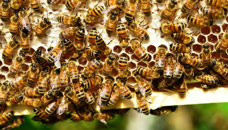 The Vital Role of Bees in Our Ecosystem and Food Supply (2026)