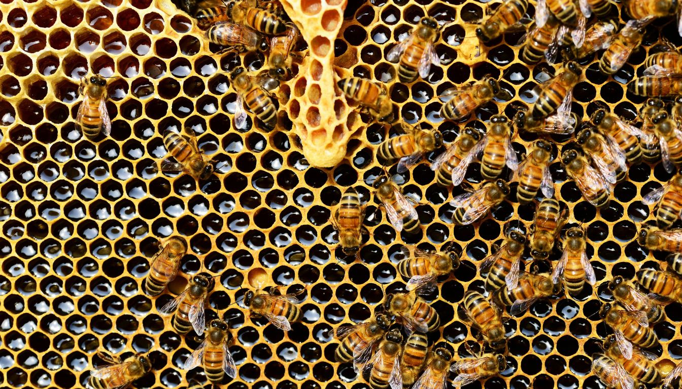 The Vital Role of Bees in Our Ecosystem and Food Supply (2026)