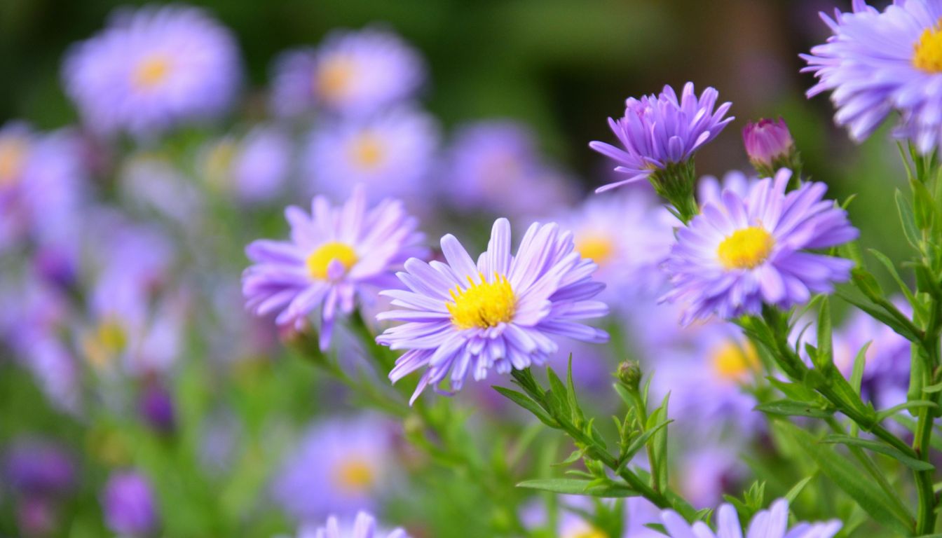 Vibrant Late Summer Flowers to Brighten Your Garden (2026)