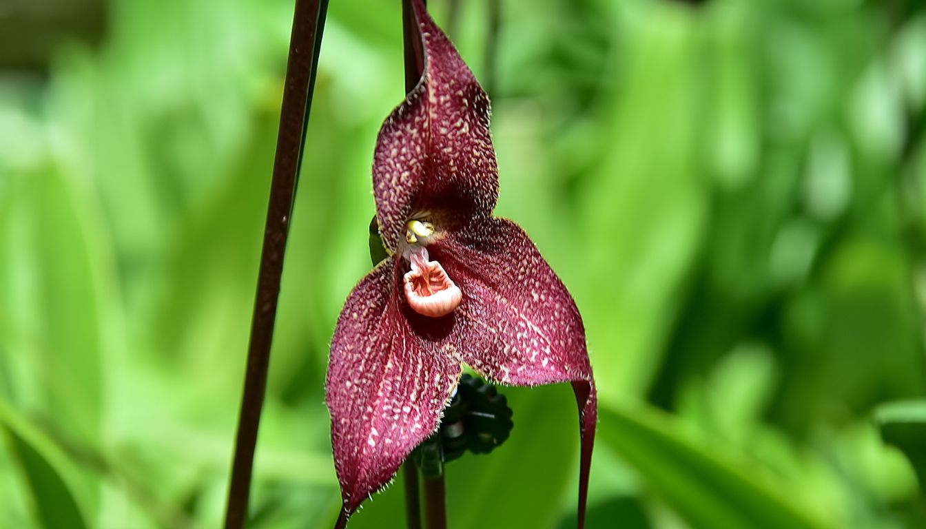 Weird Flowers: Fascinating and Oddly Beautiful Blooms (2026)