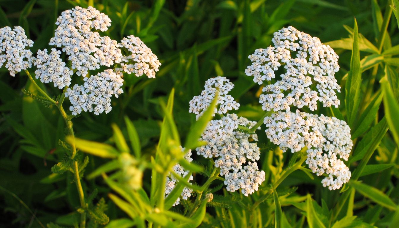Yarrow: A Complete Guide to Using it Effectively (2026)