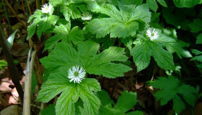 Yellow Root: Unlocking Natural Benefits for Vibrant Health (2025)