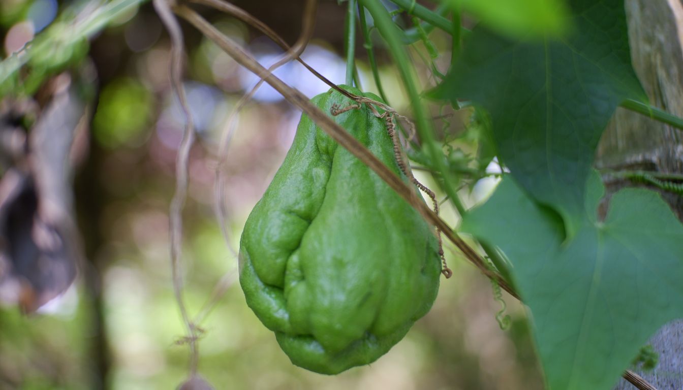 Chayote: Health Benefits and Nutrition Facts Explained (2026)