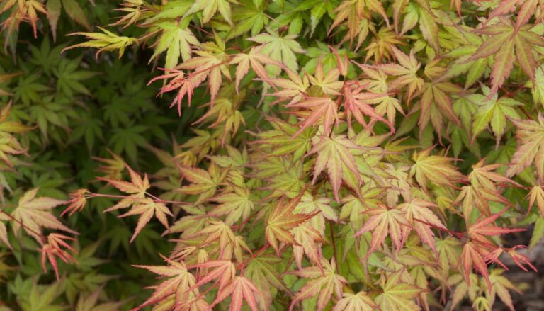 Coral Bark Japanese Maples: Essential Care for Growth (2026)
