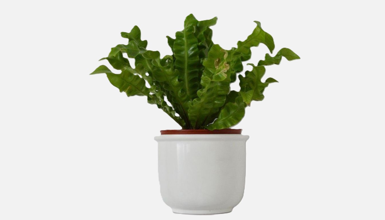 Crispy Wave Fern: The Best Low-Maintenance Indoor Plant (2026)