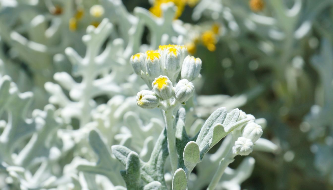 Cultivate Dusty Miller: Tips for a Striking Garden Addition (2026)