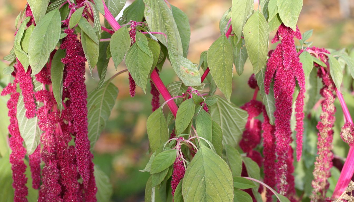 Discover Amaranth: The Key to Living Happier and Healthier (2026)
