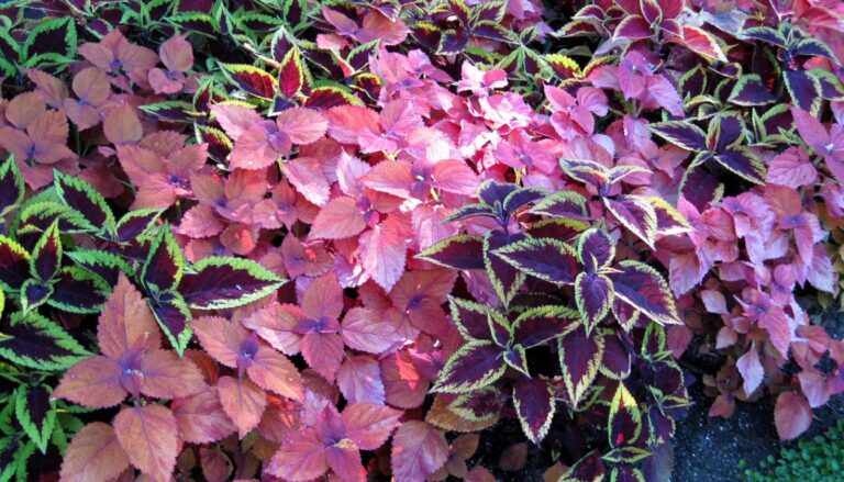Discover Top Coleus Varieties for Your Home and Garden (2025)