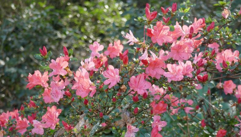 Effective Azalea Rust Treatment: Tips for a Thriving Garden (2025)