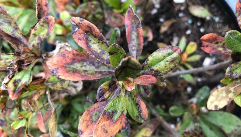 Effective Azalea Rust Treatment: Tips for a Thriving Garden (2025)
