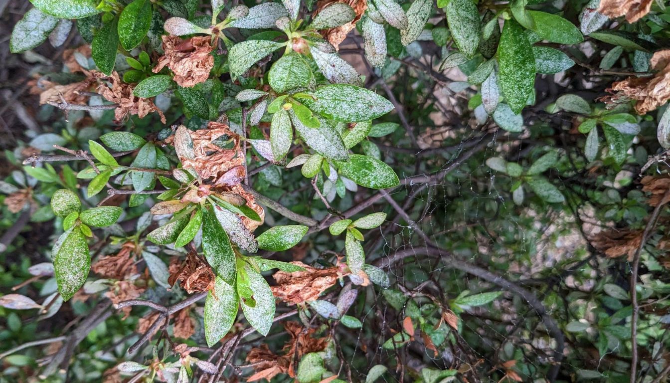 Effective Azalea Rust Treatment: Tips for a Thriving Garden (2025)