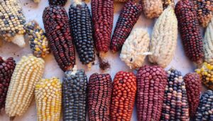Exploring the Different Types of Corn and Their Unique Uses (2025)