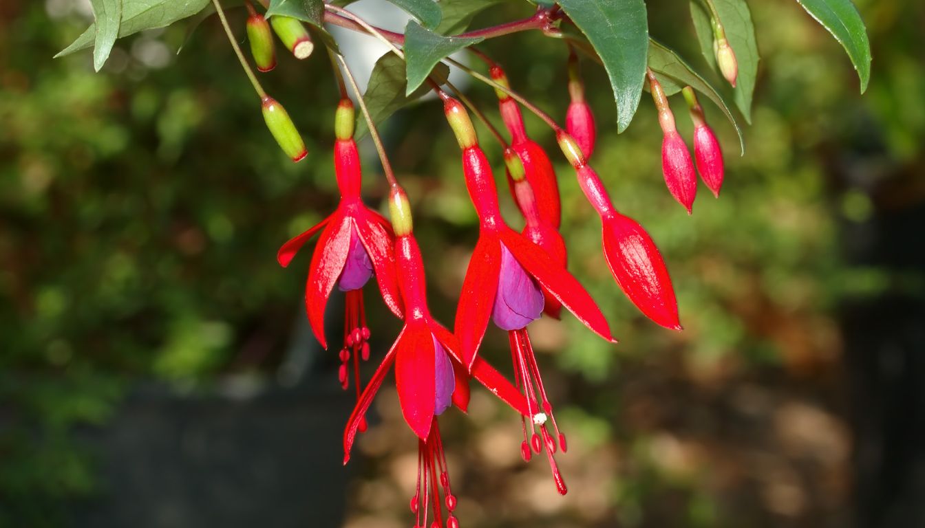 Fuchsia Care Guide: Keep Plants Healthy and Blooming (2026)