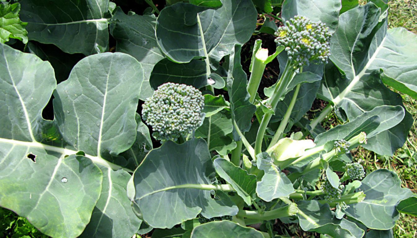 Growing Broccoli from Seeds: The Home Gardener’s Guide (2026)