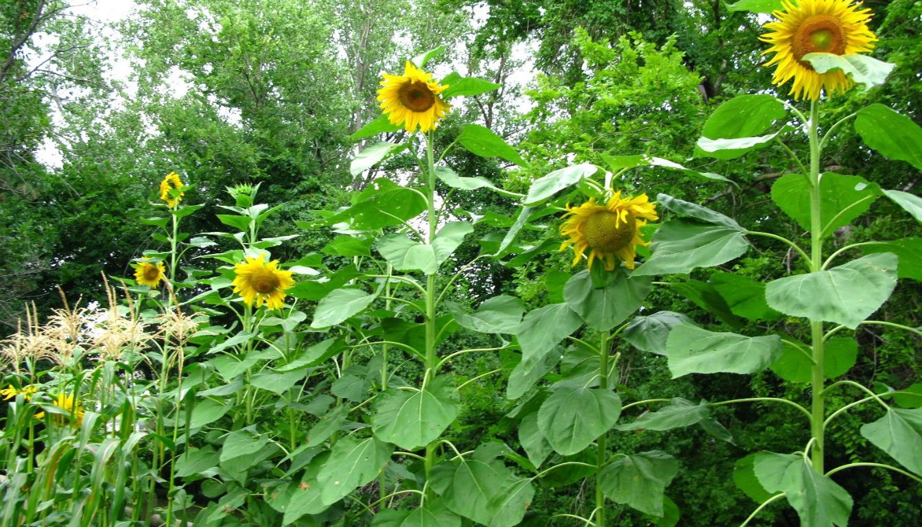Growing Giant Sunflowers For A Stunning Backyard Garden 2026