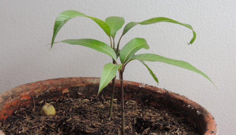 Growing Mango Trees in Pots: A Guide for Urban Gardeners (2025)