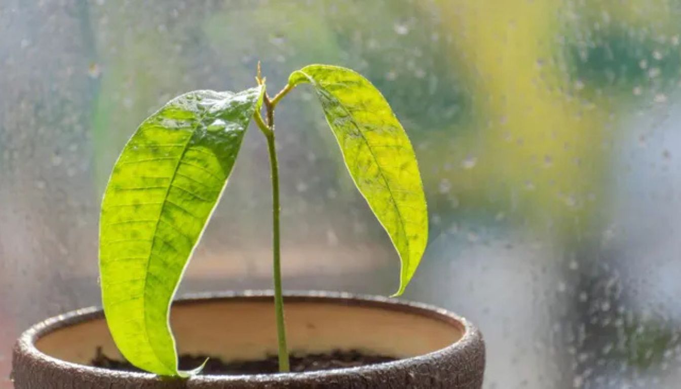 Growing Mango Trees in Pots: A Guide for Urban Gardeners (2025)