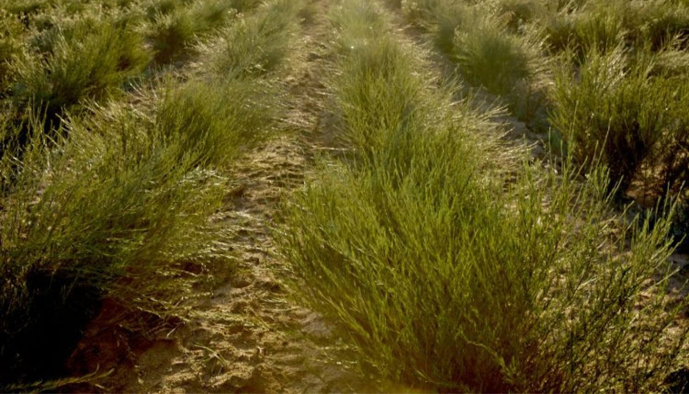 Growing Rooibos: A Guide to Cultivating Your Tea at Home (2026)