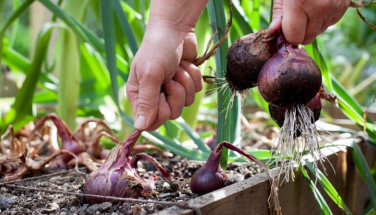 Harvesting Red Onions: Best Guide for Homegrown Flavor (2026)