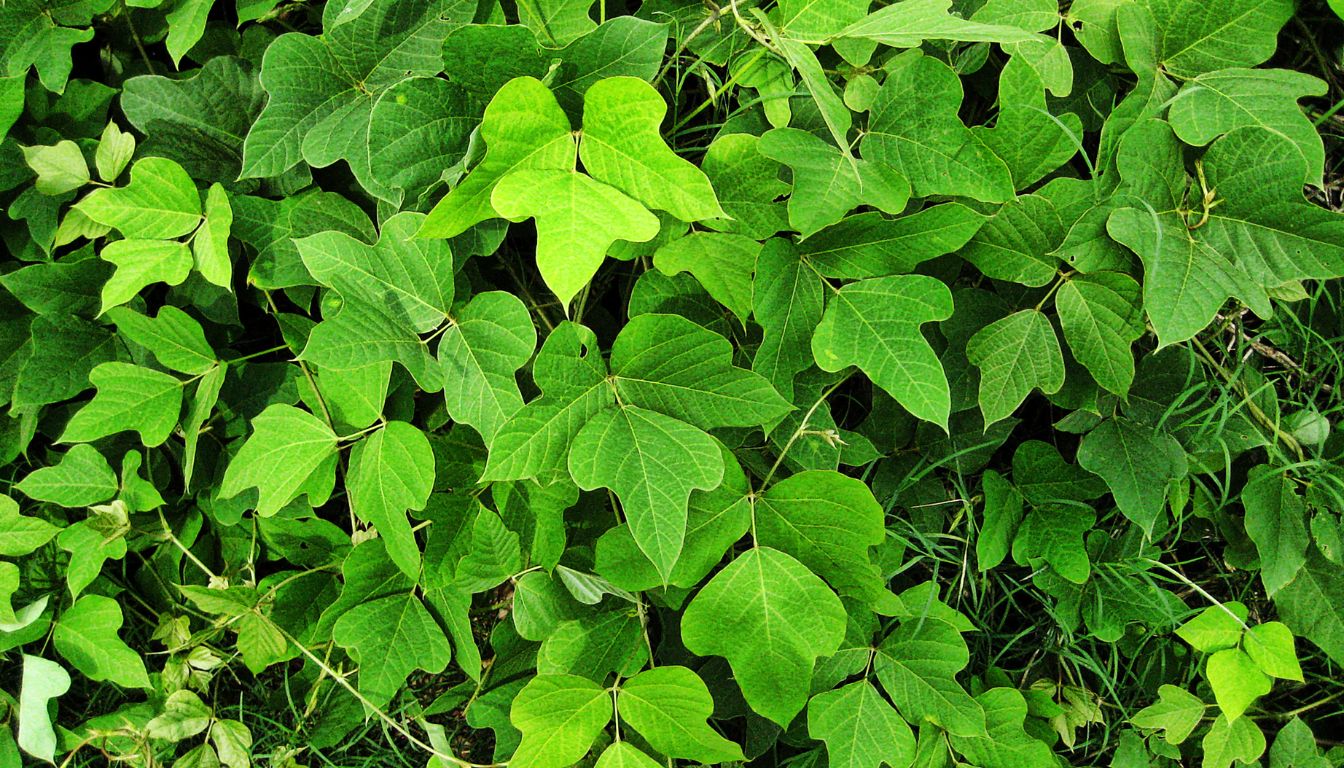 Kudzu: Health and Culinary Benefits You Need to Know (2026)