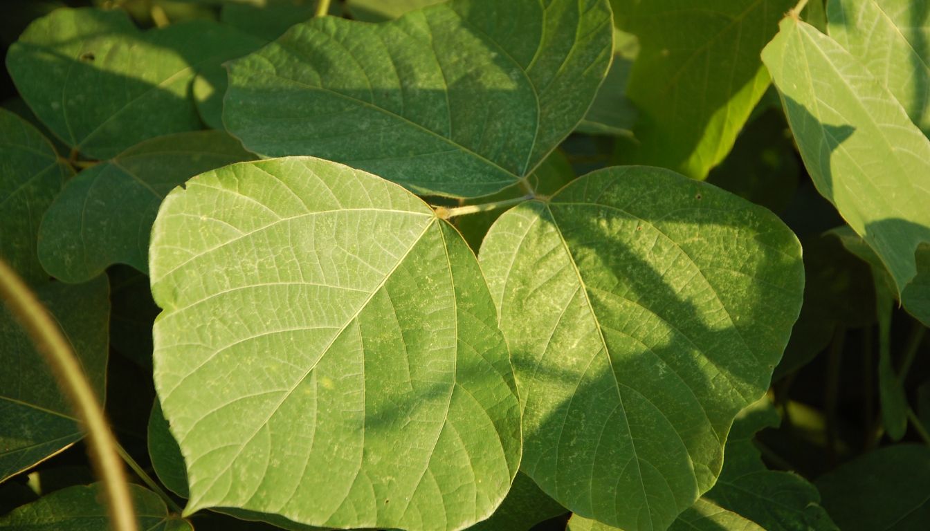Kudzu: Health and Culinary Benefits You Need to Know (2025)