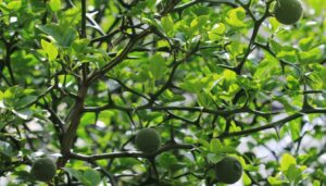 Lemon Tree Thorns: Benefits, Challenges, and Care Tips (2025)
