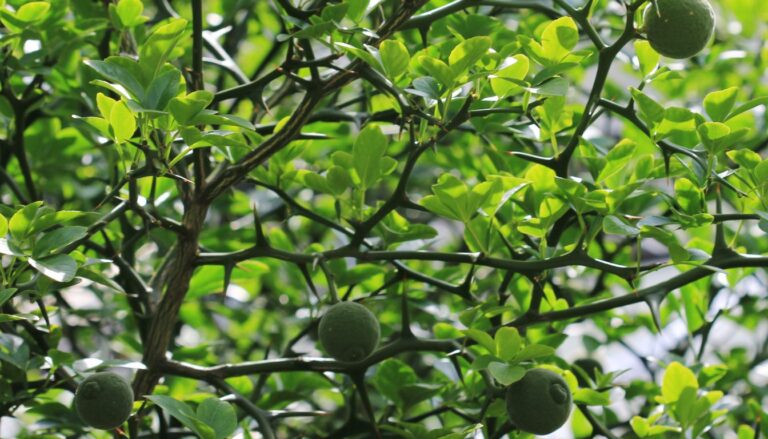Lemon Tree Thorns: Benefits, Challenges, and Care Tips (2025)